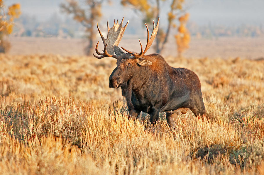 Moose Photograph by Elijah Weber - Fine Art America