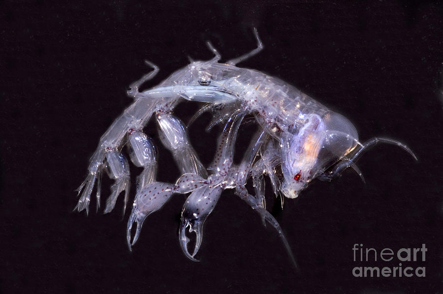 Phronima Photograph by Dante Fenolio - Pixels