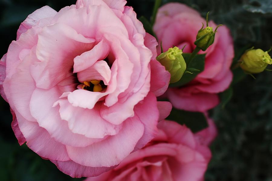 Pink Delight Photograph by Bruce Bley - Fine Art America