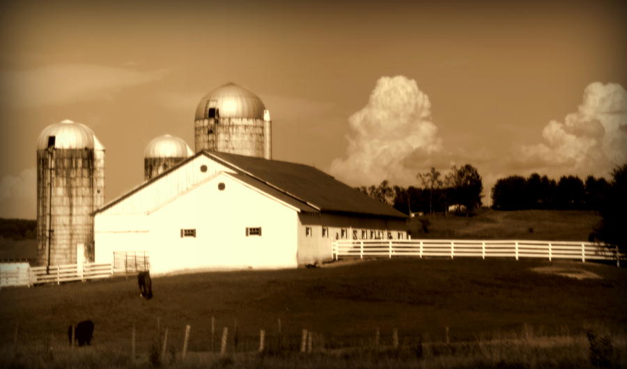 Cattle Farm Mornings Photograph by Karen Wiles - Fine Art America