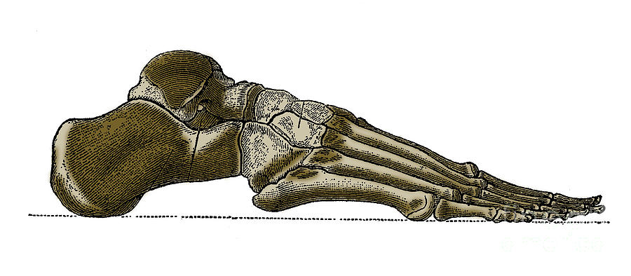 Right Foot Photograph by Science Source - Fine Art America