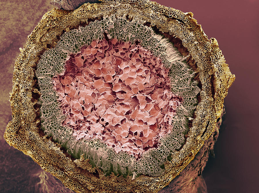 Root Section, Sem Photograph by Steve Gschmeissner - Fine Art America