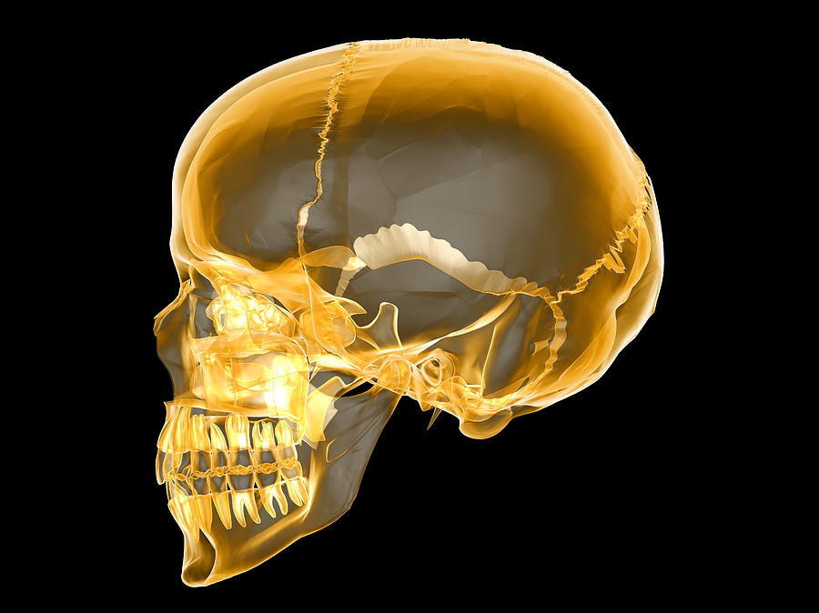 Skull, Computer Artwork #2 by Science Photo Library