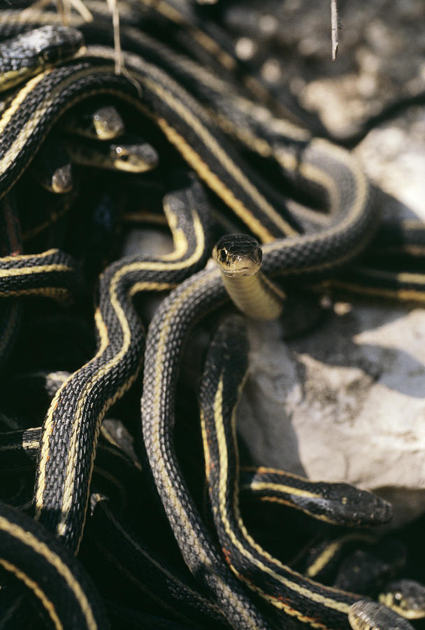 Snakes Mating Photograph by Alan Sirulnikoff - Fine Art America