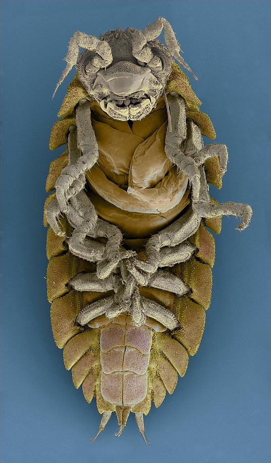 Woodlouse Sem 2 Photograph By Steve Gschmeissner Pixels