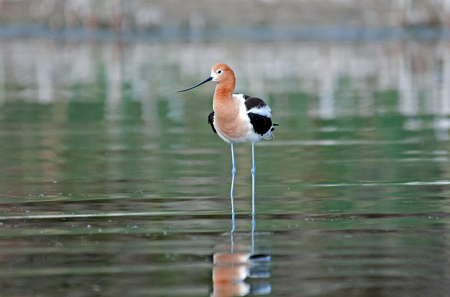 Bird Photograph by Elijah Weber - Fine Art America