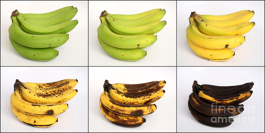 Banana Ripening Sequence Photograph by Ted Kinsman - Pixels
