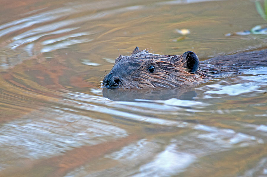 Beaver Photograph by Elijah Weber - Fine Art America