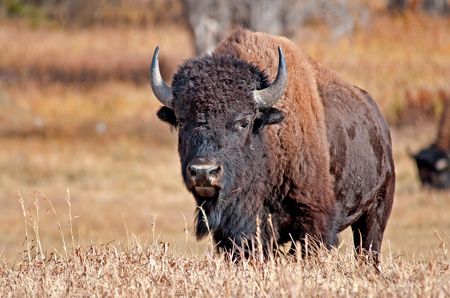 Buffalo Photograph by Elijah Weber - Fine Art America