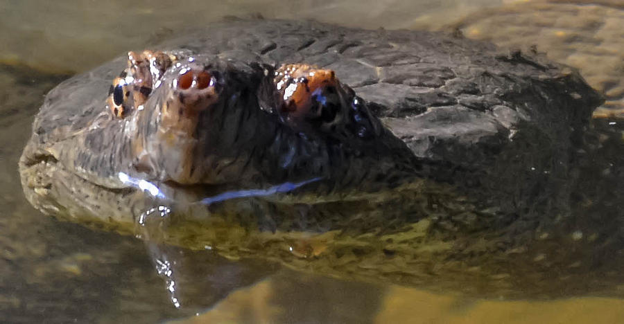 Cedar Falls snapping turtle Photograph by Brian Stevens - Fine Art America