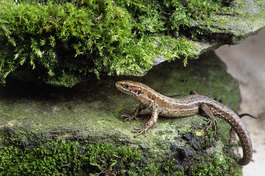 Common Lizard Photograph by David Aubrey - Fine Art America