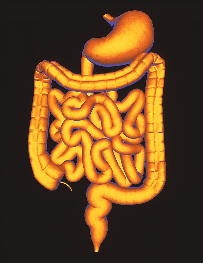 Digestive System #3 by Science Photo Library