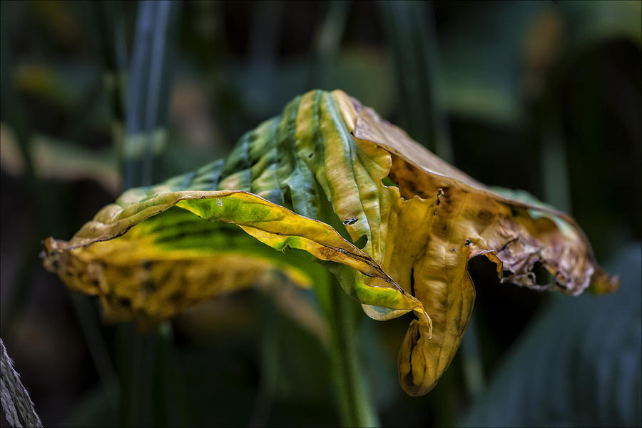 Dying Leaf Photograph by Robert Ullmann - Fine Art America
