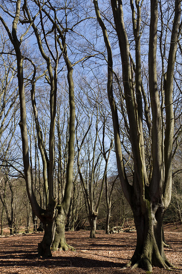 Epping forest Photograph by David Pyatt - Fine Art America