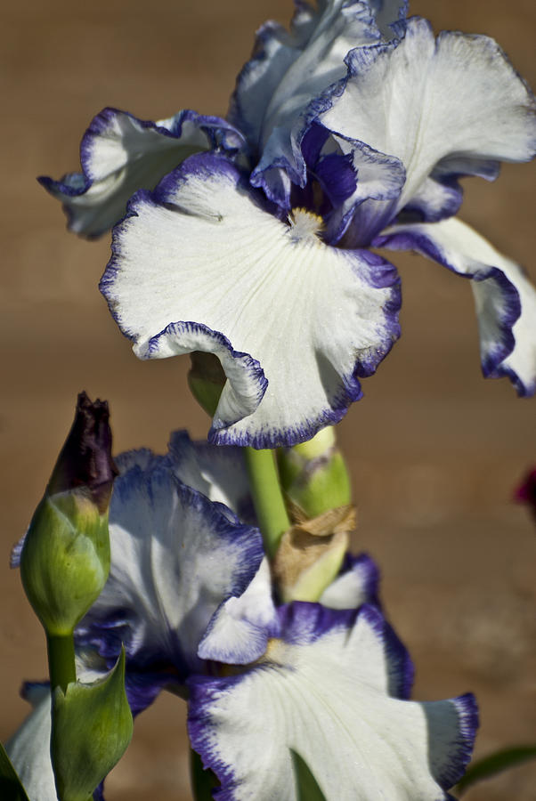 Iris Photograph by CMG Design Studios - Fine Art America