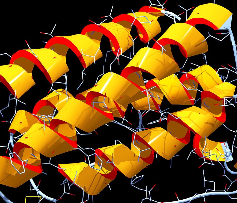 Leptin Molecule #3 by Science Photo Library