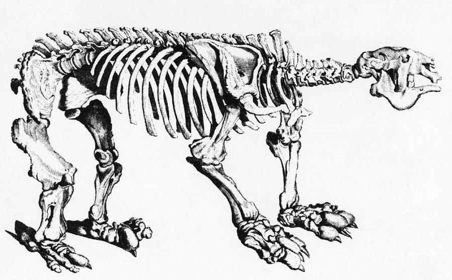 Megatherium, Extinct Ground Sloth Photograph by Science Source - Fine ...