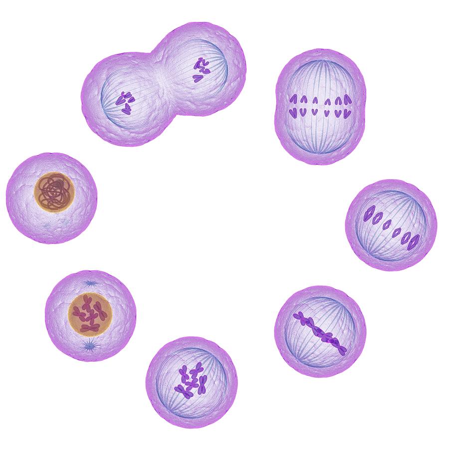 Mitosis, Artwork Photograph by Sciepro