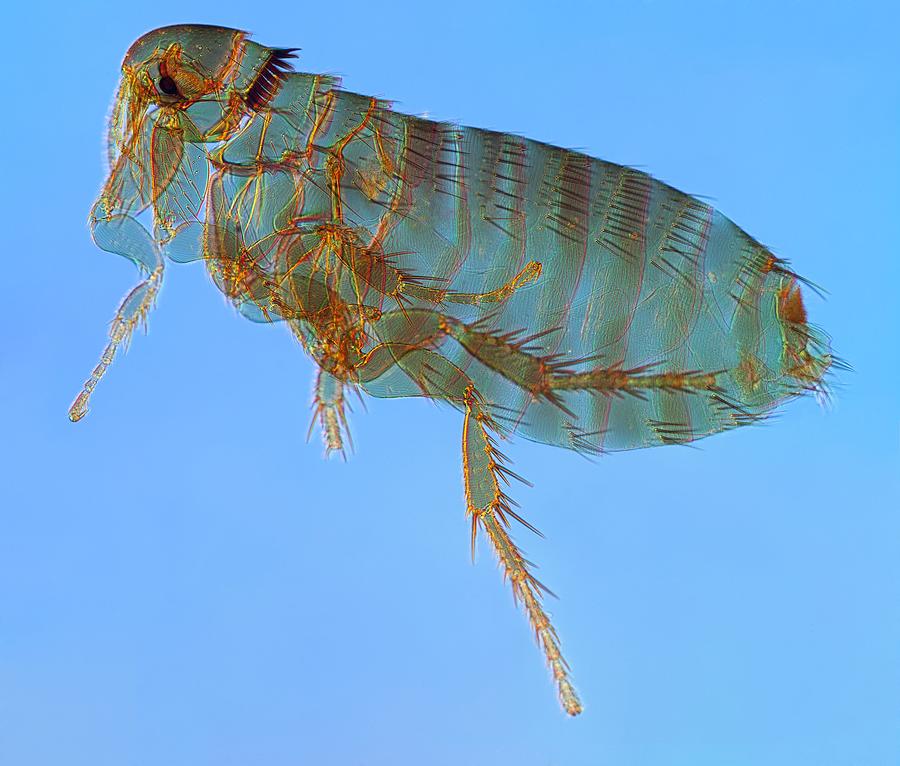 Mouse Flea, Light Micrograph #3 by Science Photo Library