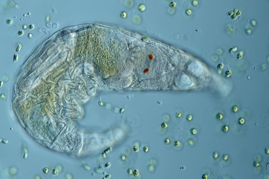 Rotifer, Light Micrograph #3 by Science Photo Library