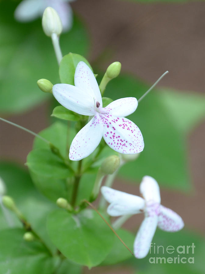 Flower #32 Photograph by Jiss Joseph - Fine Art America