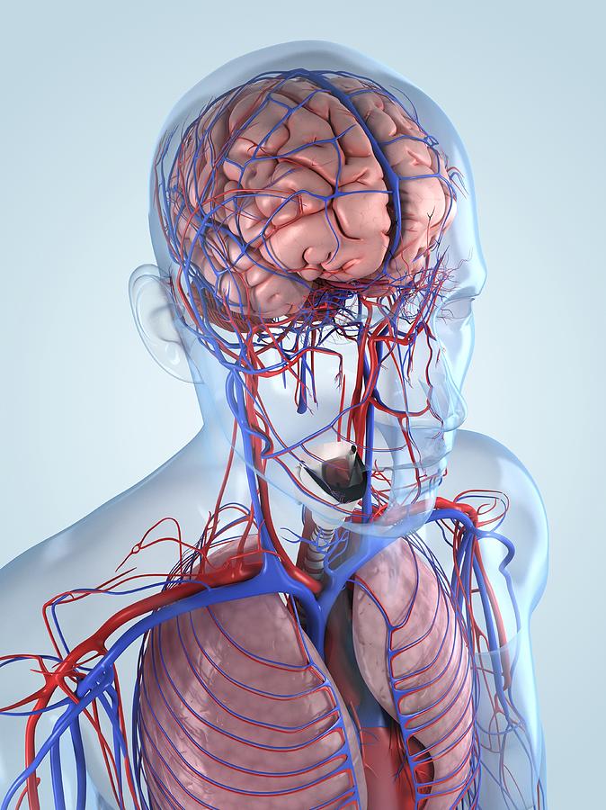 Human Anatomy, Artwork #35 by Sciepro