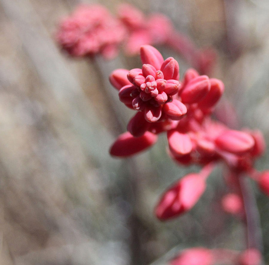3D Red Yucca Bloom Photograph by Missee Jo - Fine Art America