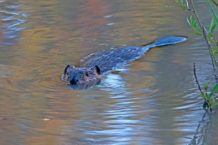 Beaver Photograph by Elijah Weber - Fine Art America