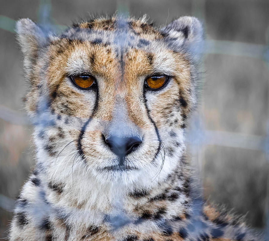 Cheetah Photograph by Brian Stevens - Fine Art America