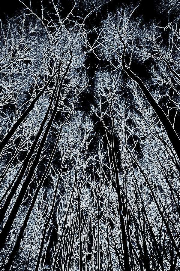 Epping forest Art Digital Art by David Pyatt | Fine Art America