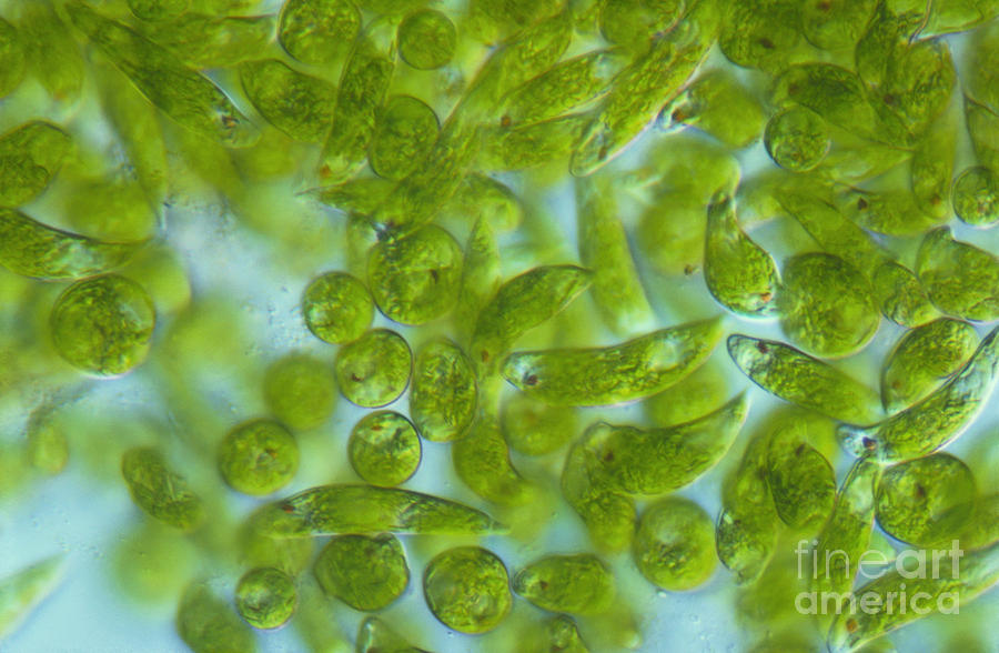 Euglena, Lm #4 Photograph by M. I. Walker - Fine Art America
