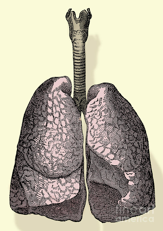 Human Lungs Photograph by Science Source - Pixels