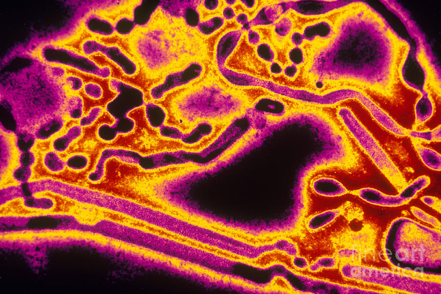 Influenza A, Tem Photograph by Science Source - Fine Art America