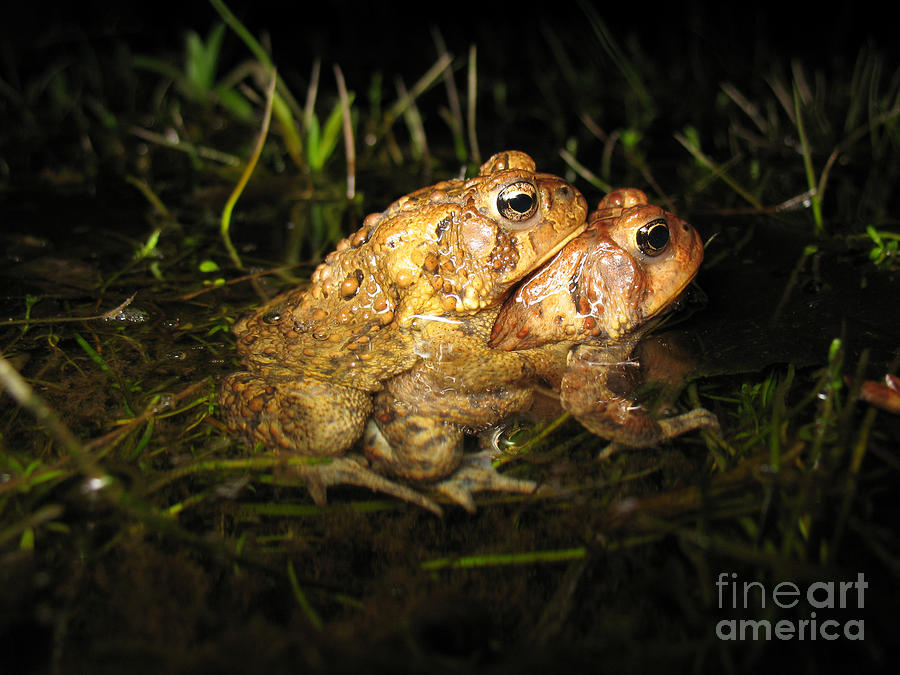 Mating Toads by Ted Kinsman - Pixels