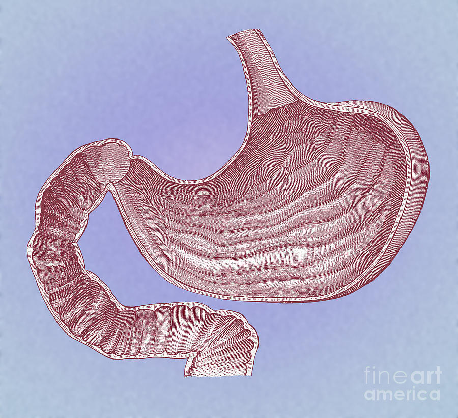 Stomach by Science Source - Pixels