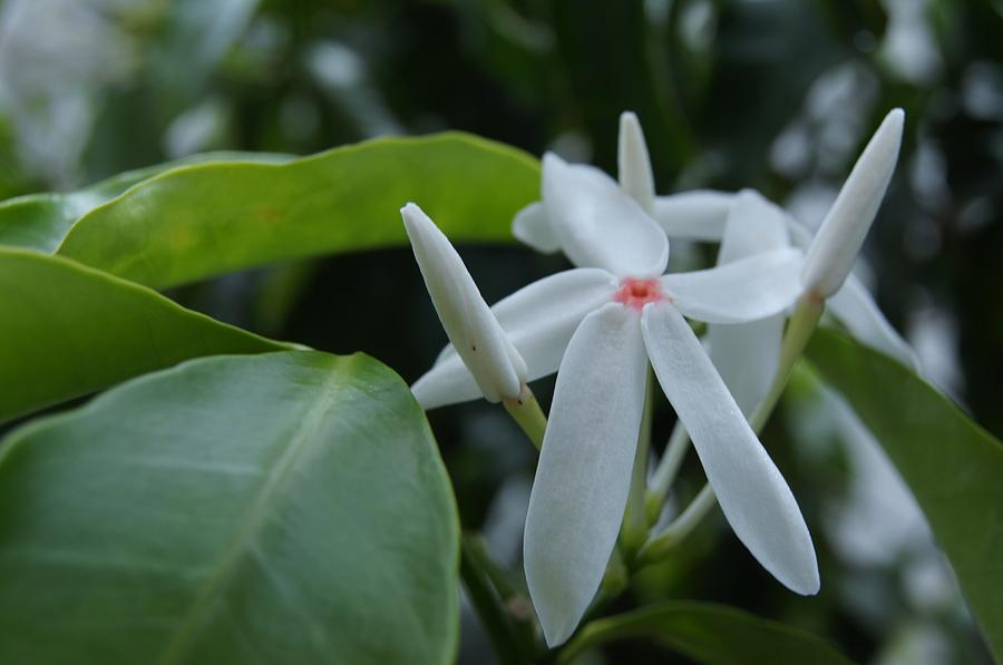 Flower Photograph by Gornganogphatchara Kalapun - Fine Art America