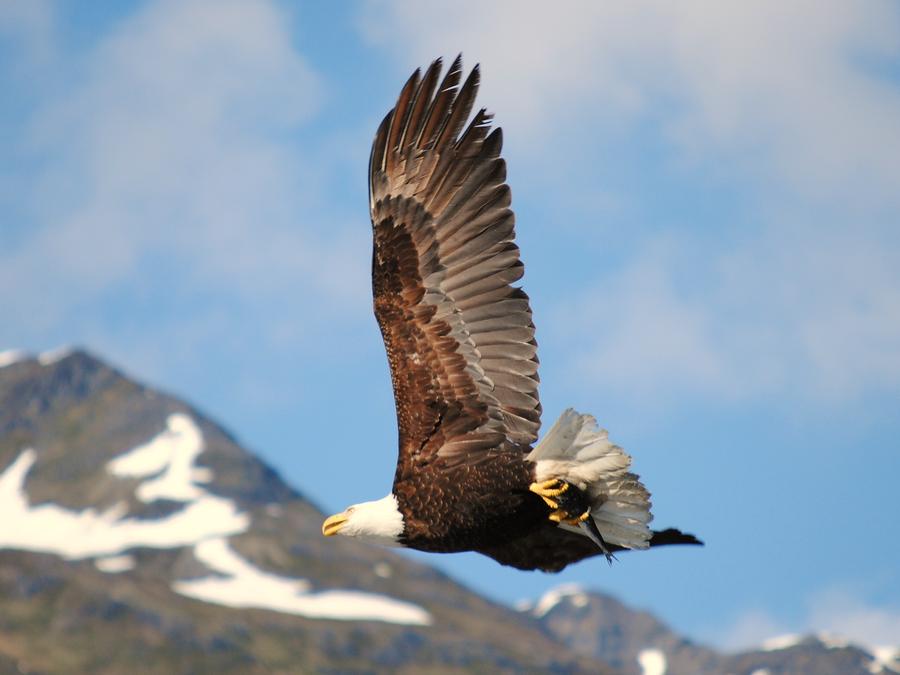Alaskan Bald Eagle Photograph by Chris Bailey | Pixels
