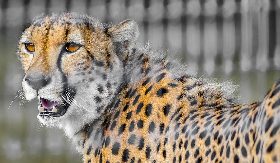 Cheetah Photograph by Brian Stevens - Fine Art America
