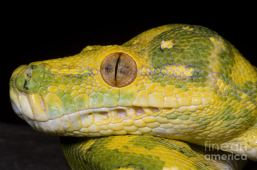 Green Tree Python #5 Photograph by Dante Fenolio - Pixels
