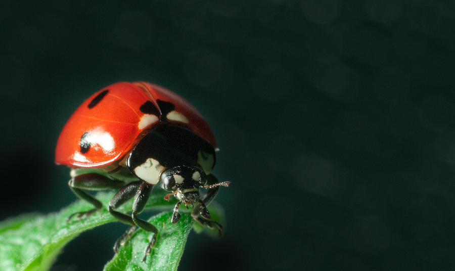 Ladybug #5 Photograph by Igor Sinitsyn - Pixels