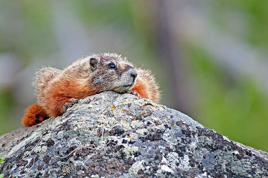 Marmot Photograph by Elijah Weber - Fine Art America