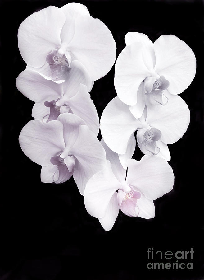 5 Orchids Photograph by Bruce Keyes - Fine Art America