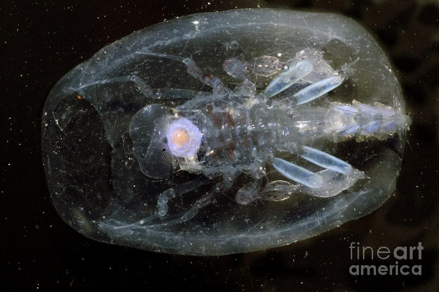 Phronima Photograph by Dante Fenolio