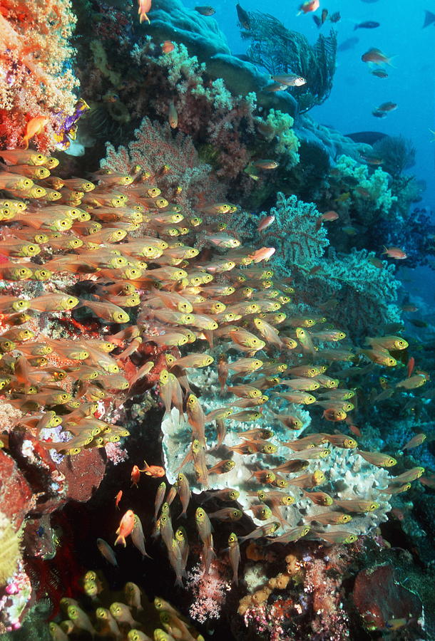 Pygmy Sweeper Fish Photograph by Georgette Douwma | Fine Art America