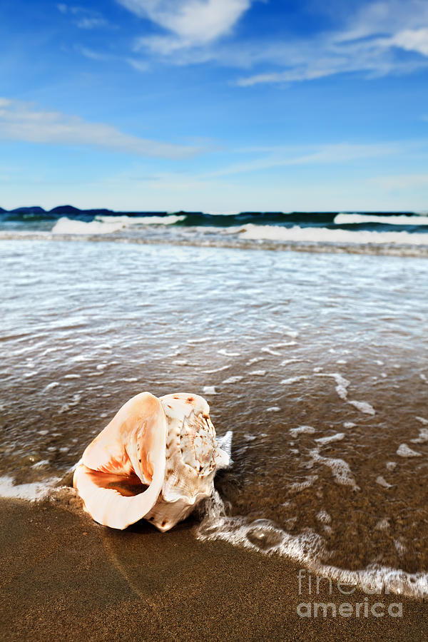 Seashell Photograph by MotHaiBaPhoto Prints | Fine Art America