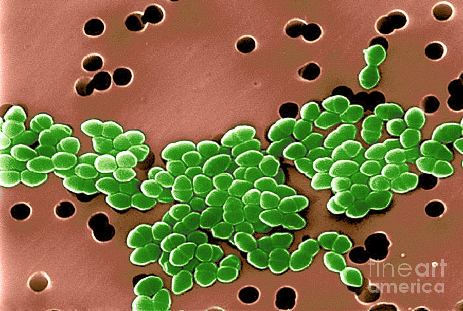 Vancomycin Resistant Enterococci Photograph by Science Source