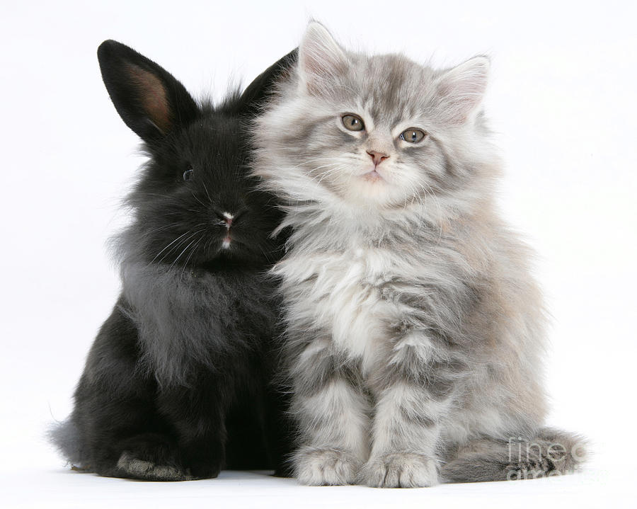 Kitten And Rabbit Photograph by Mark Taylor - Fine Art America