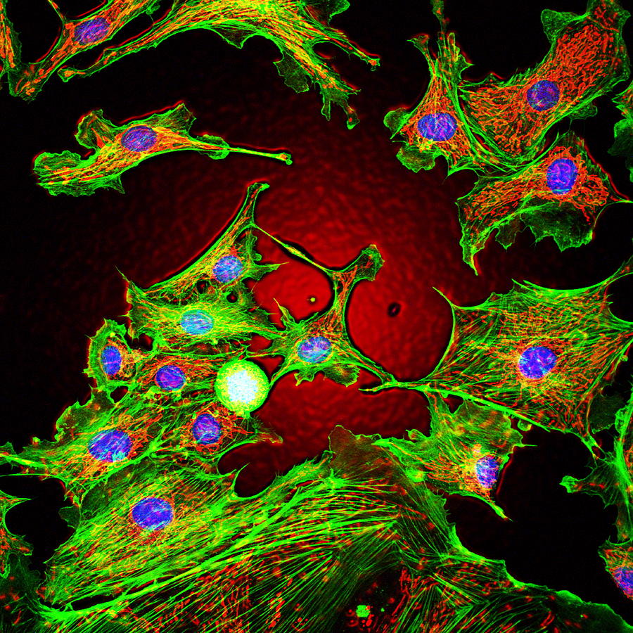 Cell Structure Photograph by David Becker - Fine Art America
