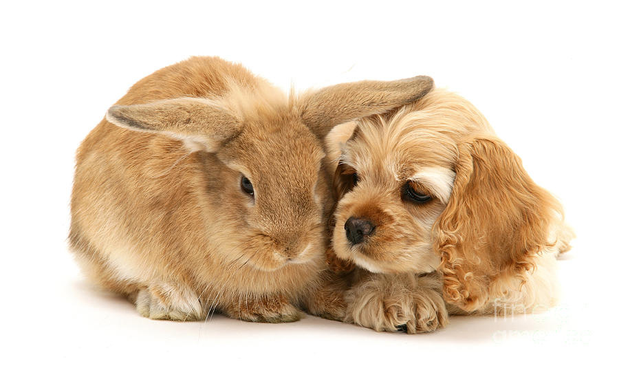 Cocker Spaniel And Rabbit Photograph by Mark Taylor - Fine Art America
