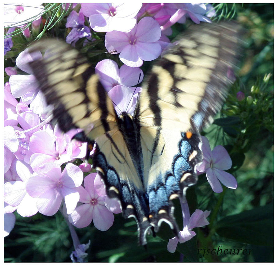 The Flutter Photograph by RjScheurer - Fine Art America